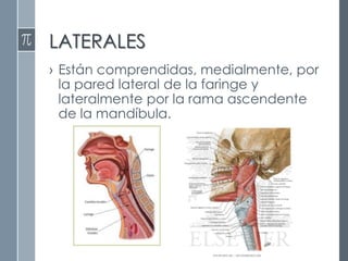 Anatomia de la faringe | PPTX