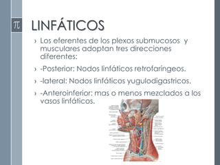 Anatomia de la faringe | PPTX