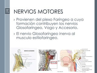 Anatomia de la faringe | PPTX