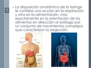 Anatomia de la faringe | PPTX