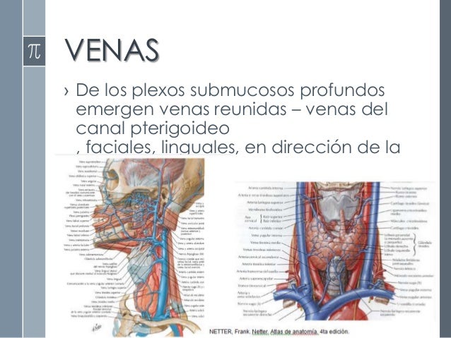 Anatomia de la faringe