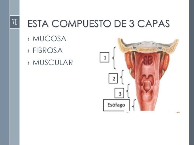 Anatomia de la faringe