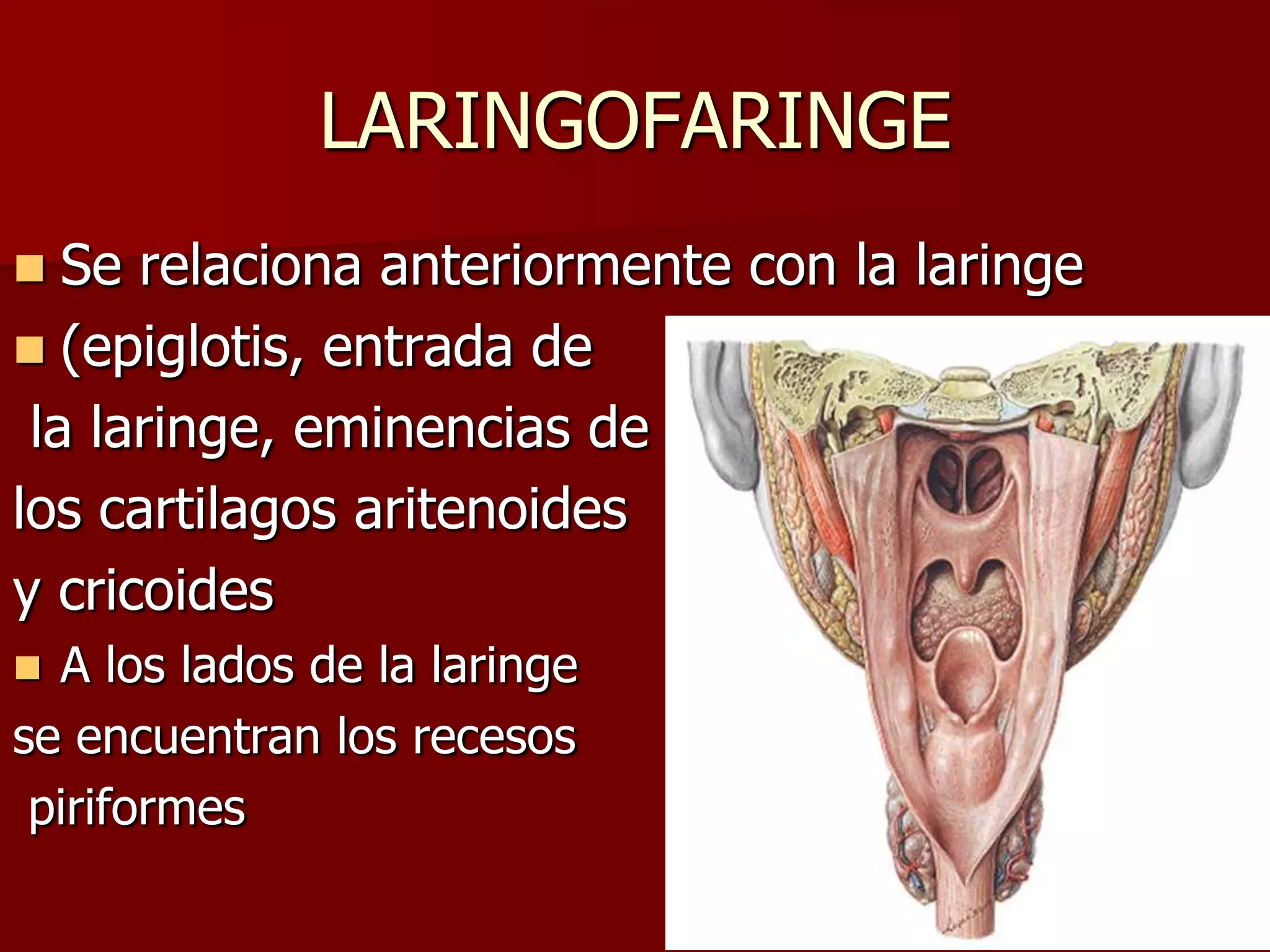 Anatomía de la faringe(Básicamente según Rouviere) | PPTX