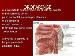 Anatomía de la faringe(Básicamente según Rouviere) | PPTX