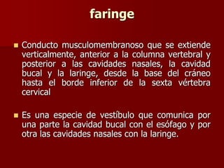 Anatomía de la faringe(Básicamente según Rouviere) | PPTX