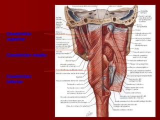 Anatomía de la faringe(Básicamente según Rouviere) | PPTX