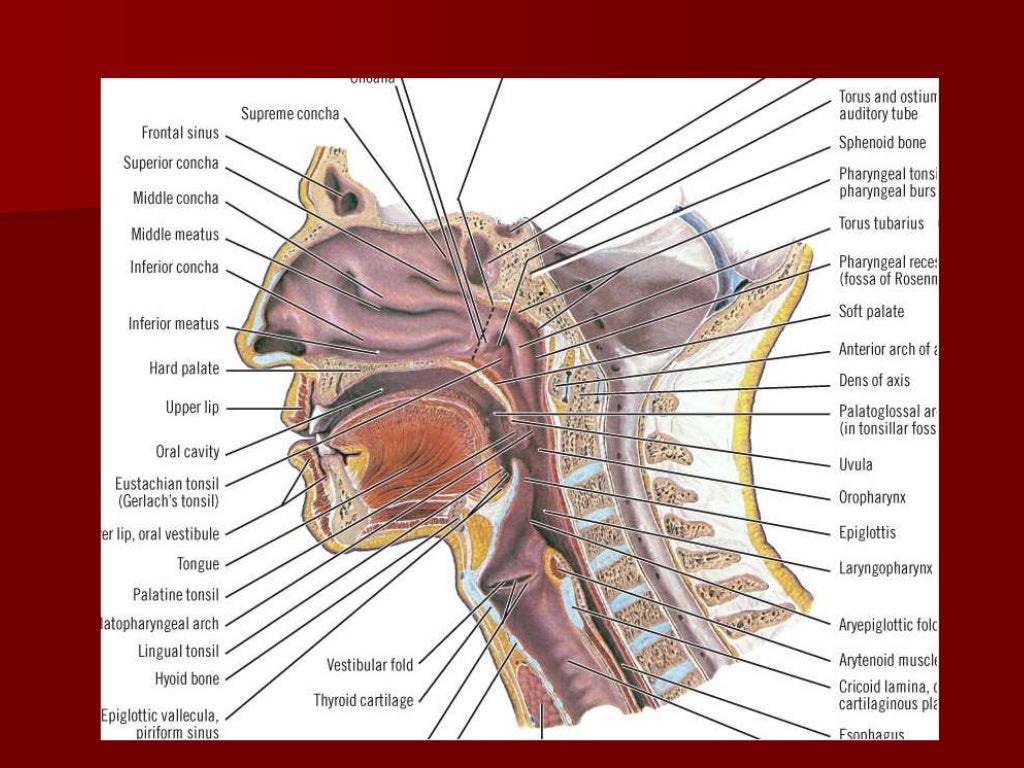 Anatomía de la faringe(Básicamente según Rouviere)