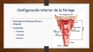 Faringe | PPTX