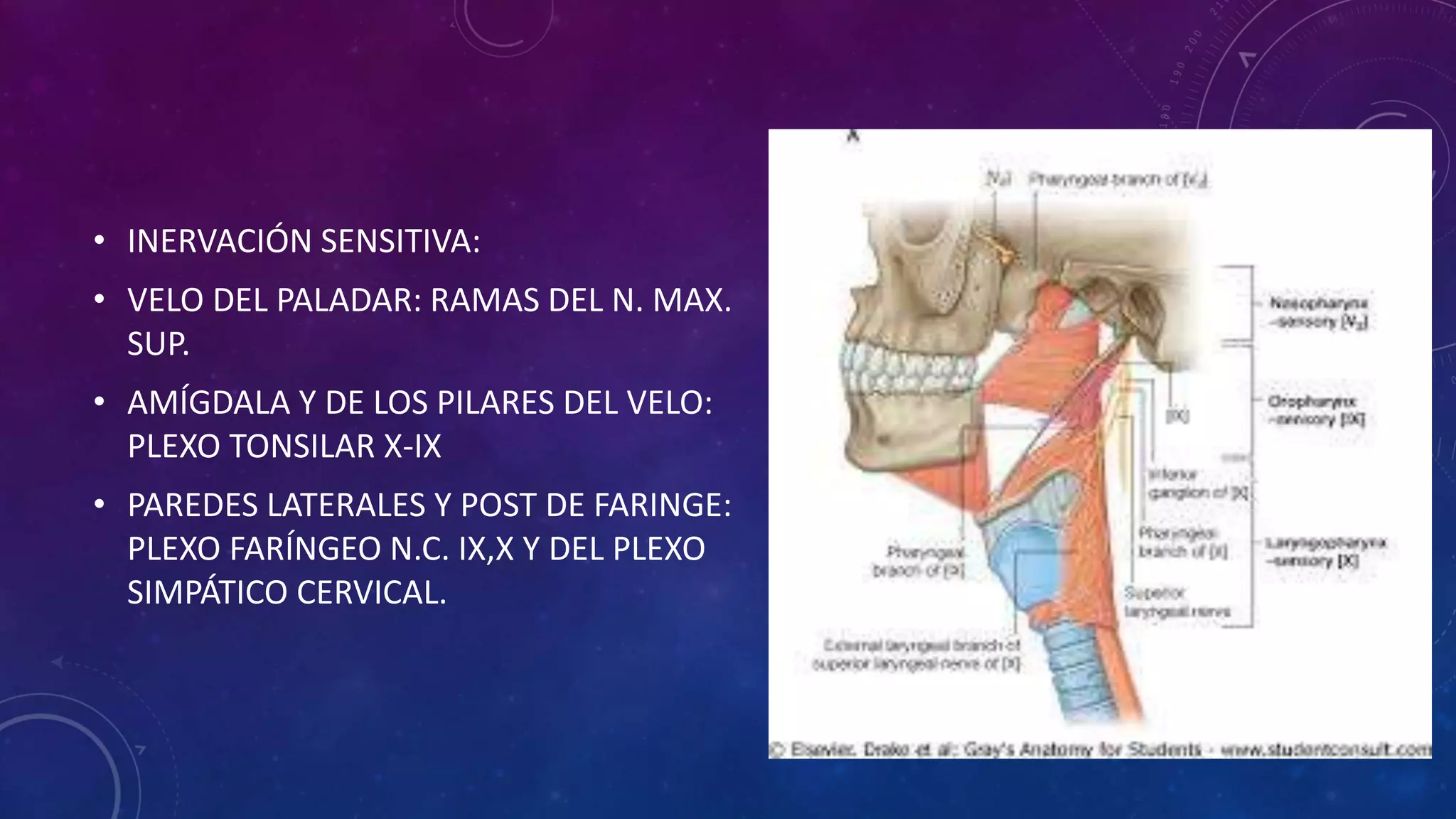 Anatomía de la Faringe | PPTX