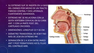 Anatomía de la Faringe | PPTX