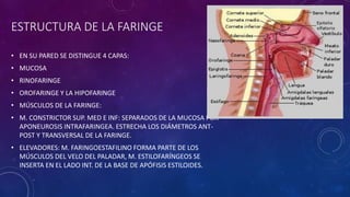 Anatomía de la Faringe | PPTX