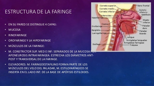 Anatomía de la Faringe