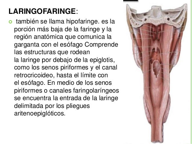 anatomia de la Faringe