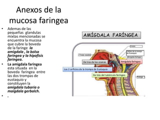 Faringe | PPTX