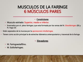 Faringe | PPT