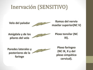 Faringe y amigdalas. Tejido linfoide | PPTX