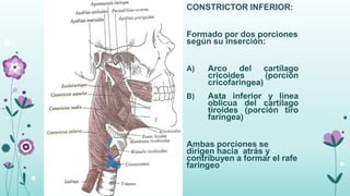 Faringe | PPTX