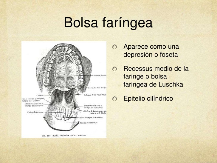 Faringe.2