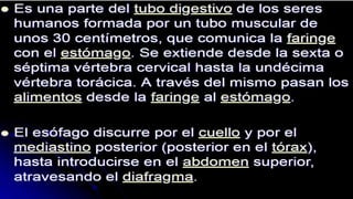 Esófago | PPT