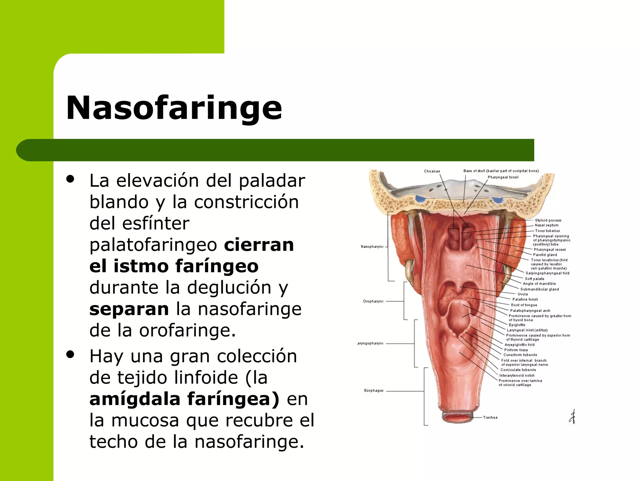 Faringe cuello-10 | PPT