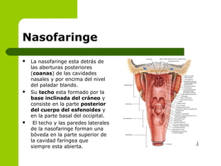 Faringe cuello-10 | PPT
