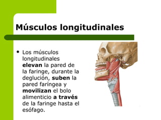 Músculos Longitudinales De La Faringe