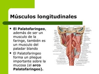 Músculos Longitudinales De La Faringe