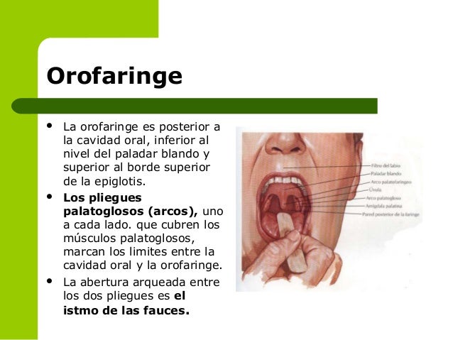 Faringe cuello-10