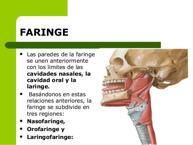 Faringe cuello-10