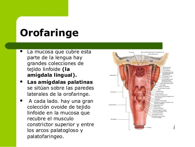 Faringe cuello-10