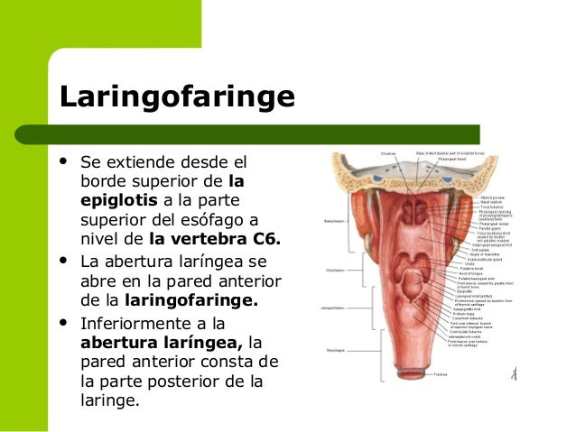 Faringe cuello-10