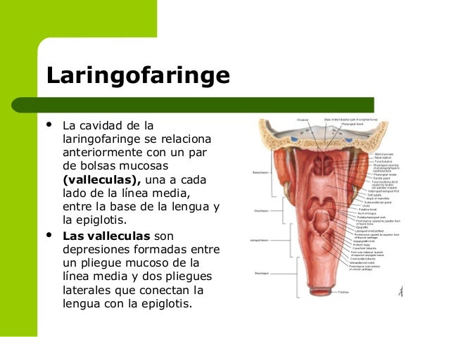 Faringe cuello-10