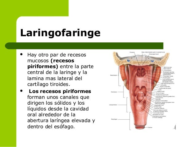 Faringe cuello-10