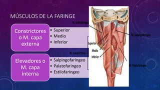 Anatomia de Faringe | PPTX