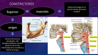 Anatomia de Faringe | PPTX