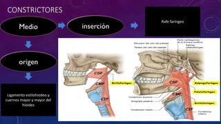 Anatomia de Faringe | PPTX