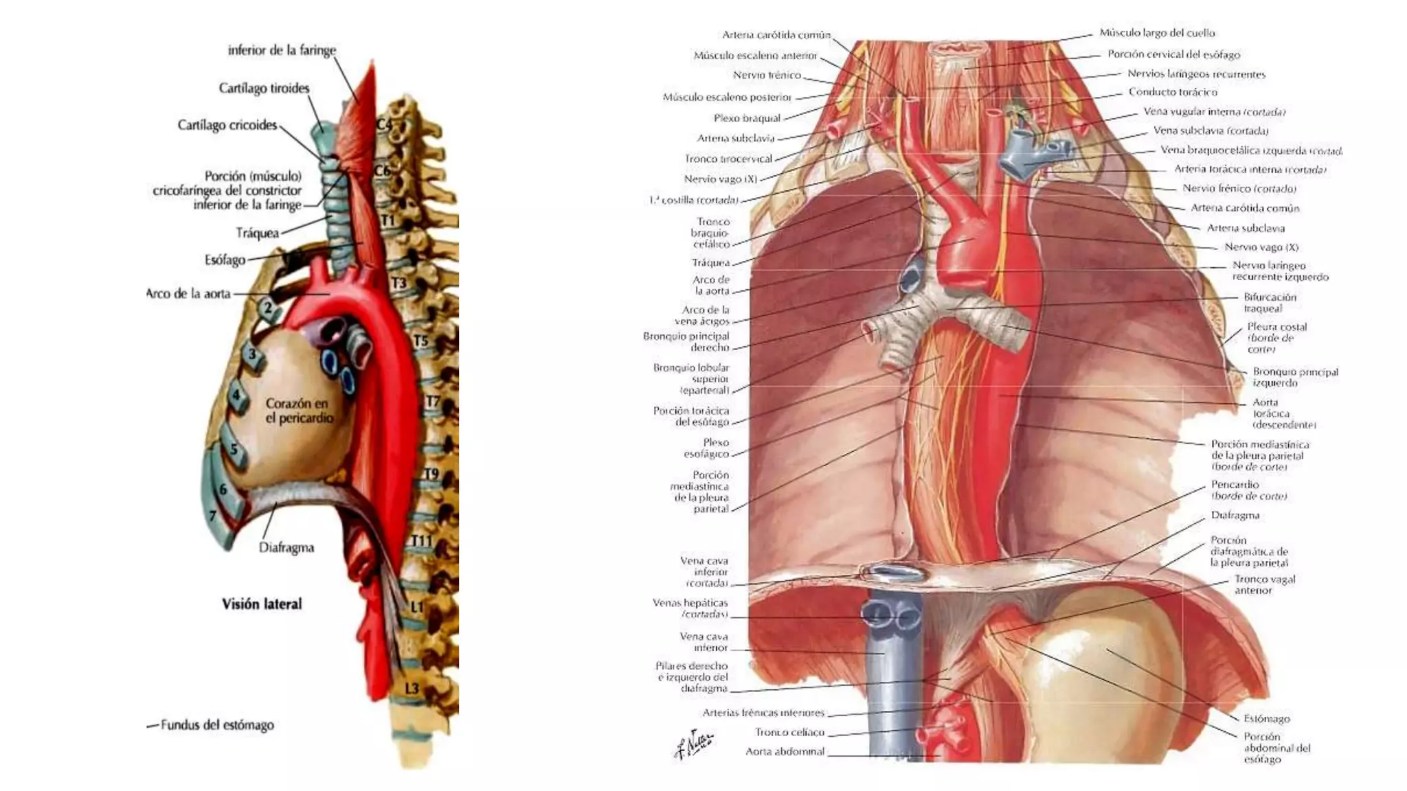 Faringe, esófago y estómago. | PPTX | Ear, Nose and Throat Conditions ...