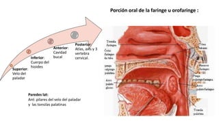 Faringe, esófago y estómago. | PPTX