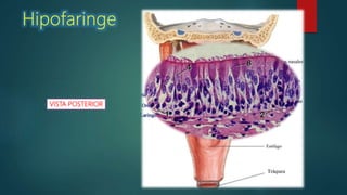Anatomia de Faringe | PPTX