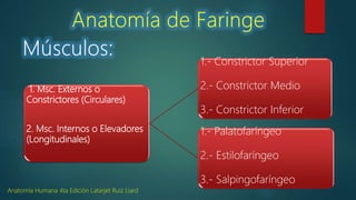 Anatomia de Faringe | PPTX