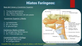 Anatomia de Faringe | PPTX