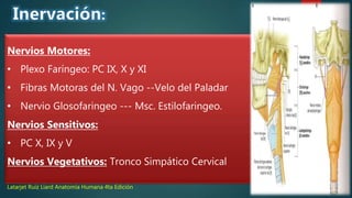 Anatomia de Faringe | PPTX