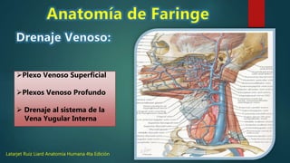 Anatomia de Faringe | PPT