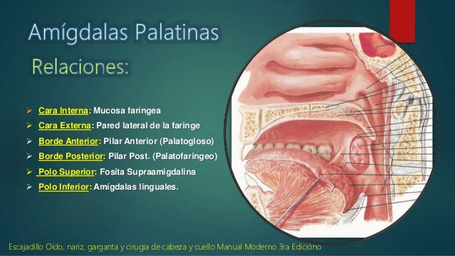 Anatomia de Faringe