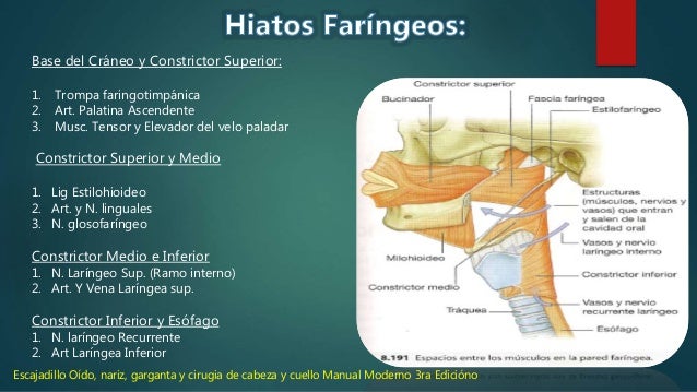 Anatomia de Faringe