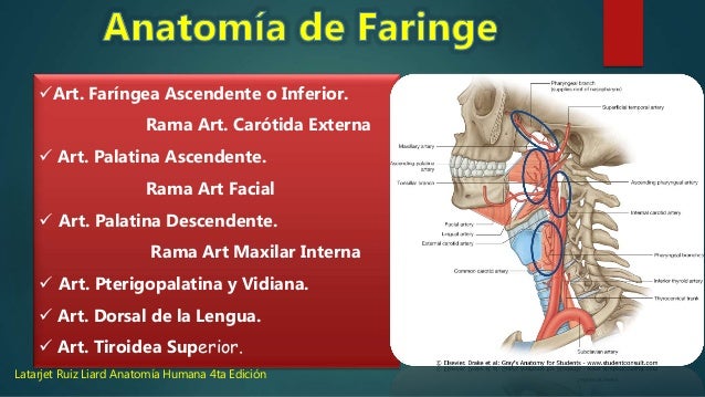 Anatomia de Faringe