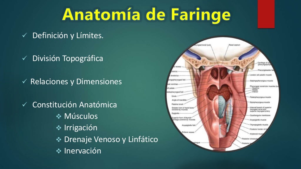 Anatomia de Faringe