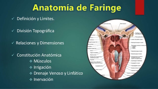 Anatomia de Faringe