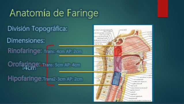 Anatomia de Faringe
