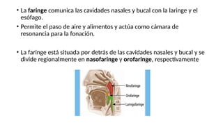 faringe, laringe, traquea, bronquios.pptx